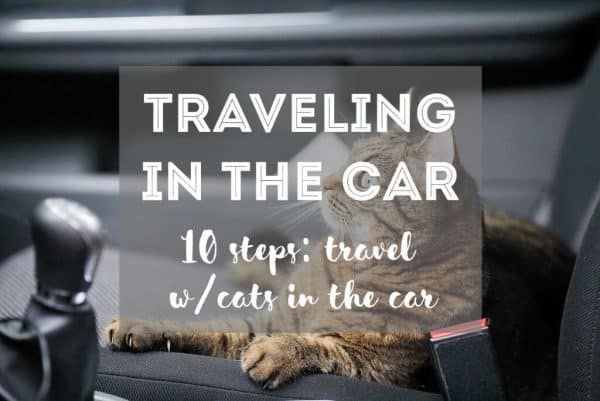 9 Adventurous Cat Breeds That Like to Travel - Fluffy Kitty