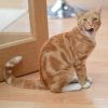 Making Your Own Homemade Cat Food {Guide + Recipes} - The Fluffy Kitty