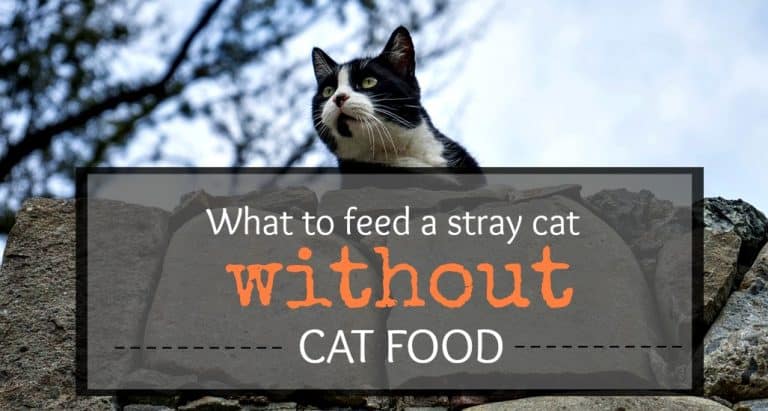 15 Foods Cats CAN'T Eat | Ultimate Guide - Fluffy Kitty