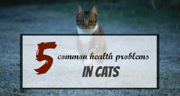 Common Neurological Problems in Cats | Our Guide - Fluffy Kitty