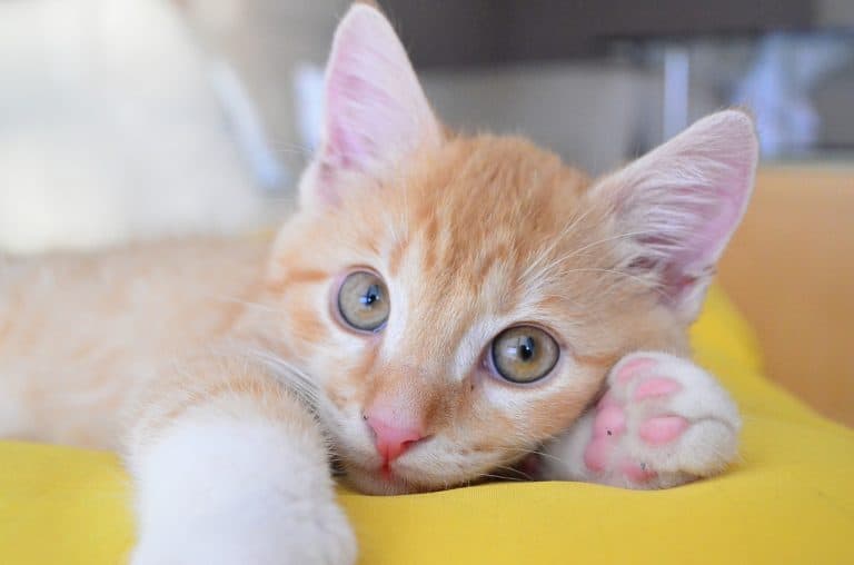 The Ultimate Kitten Care Guide for New Kitten Owners - The Fluffy Kitty