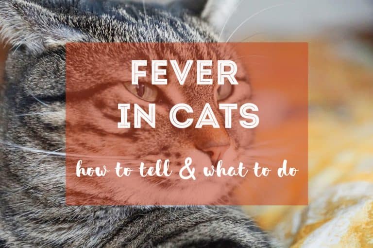 15 Human Food Cats Can Eat (& Cannot Eat!) - Fluffy Kitty