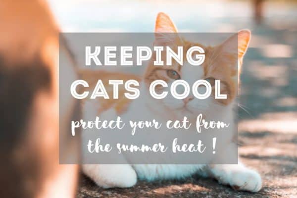 How to Move Overseas with Cats - Fluffy Kitty