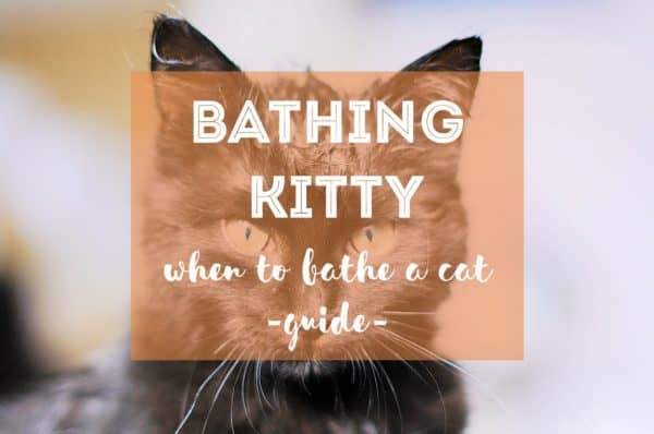 Cat Dandruff Remedies To Soothe Your Cat's Flaky Skin - Fluffy Kitty