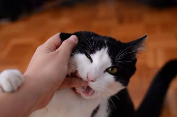 Toxoplasmosis in Cats | Our Ultimate Guide - The Fluffy Kitty