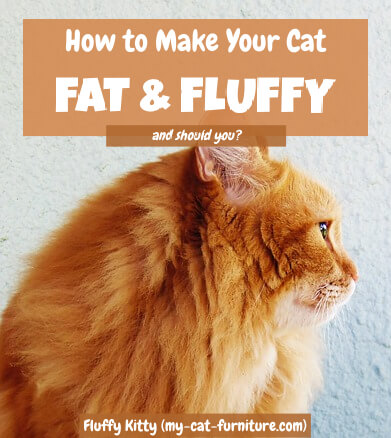 [5 TIPS] How to Make Your Cat Fat and Fluffy (& Should You?) - Fluffy Kitty