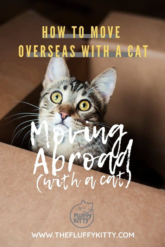 How to Move Overseas with Cats - The Fluffy Kitty