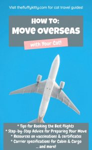How to Move Overseas with Cats - The Fluffy Kitty