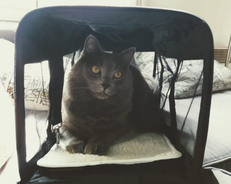 How to Move Overseas with Cats - The Fluffy Kitty