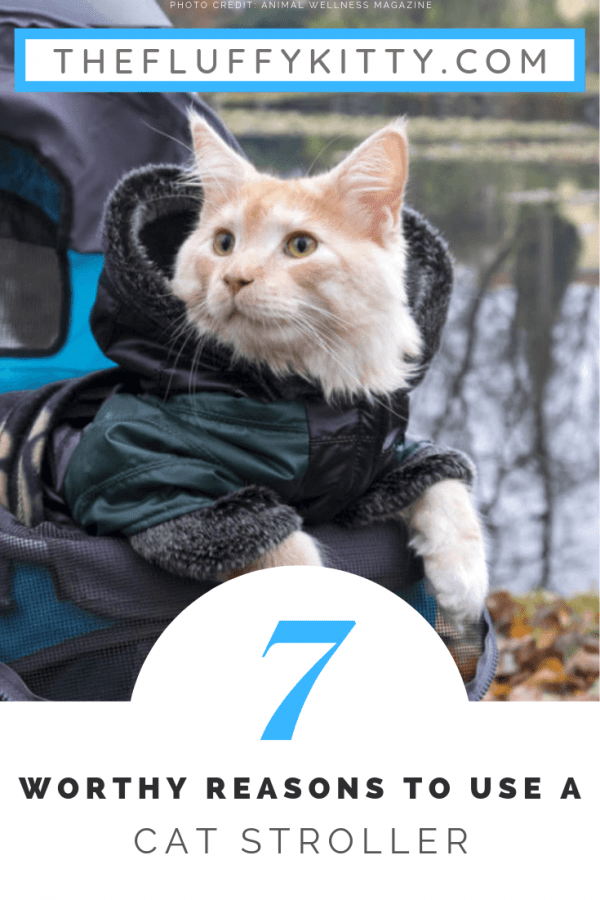 7 Reasons Cat Strollers Are a Good Idea + Buyer's Guide - The Fluffy Kitty