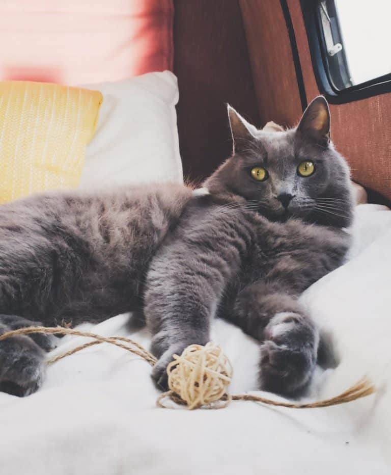 Van Life With A Cat (The Ultimate Guide!) - The Fluffy Kitty