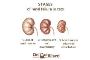Chronic Kidney Disease in Cats: Stages & Life Expectancy - The Fluffy Kitty