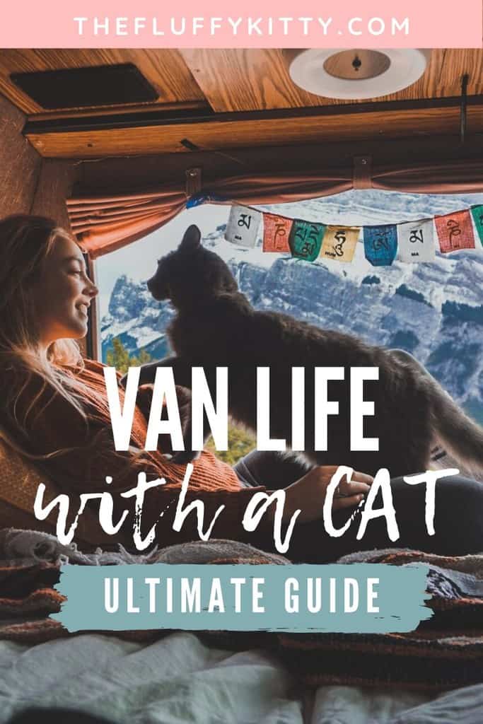 Van Life With A Cat (The Ultimate Guide!) - The Fluffy Kitty