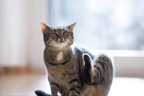 Cat Dandruff Remedies To Soothe Your Cat's Flaky Skin - Fluffy Kitty