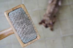Cat Dandruff Remedies To Soothe Your Cat's Flaky Skin - The Fluffy Kitty