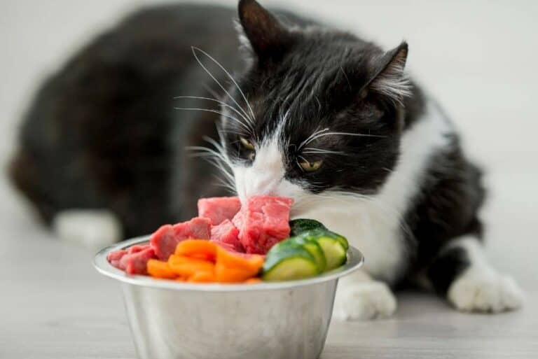 Essential Homemade Cat Food Supplements - Fluffy Kitty