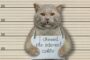 Does Your Cat Eat Plastic? Guide to Pica in Cats - Fluffy Kitty
