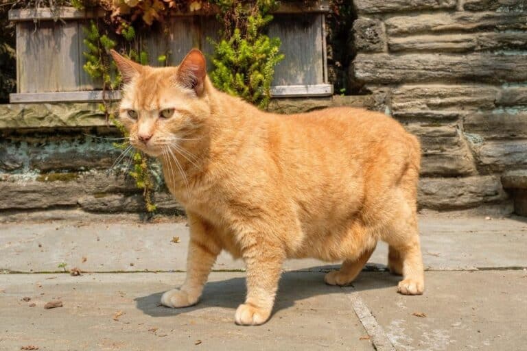 Should I Feed This Cat? A Guide to Feral, Stray, & Neighborhood Cats