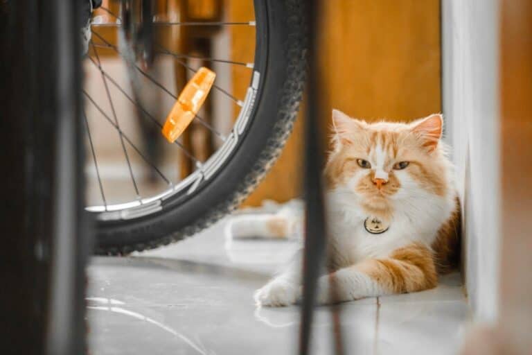 Two Wheels, Four Paws - How to Take Your Cat on a Bike Ride!