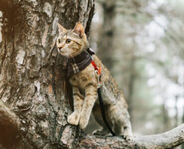 Moving Overseas with Cats [COMPLETE GUIDE 2021] - Fluffy Kitty